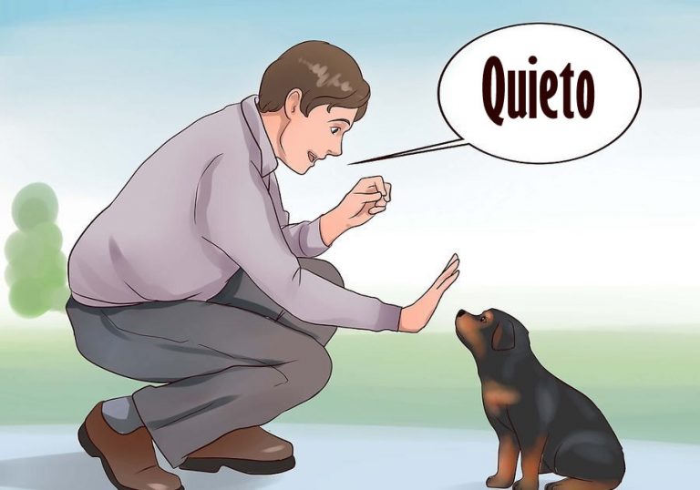 Comandos de Entrenamiento ⭐ 9 consejos para entrenar tu cachorro